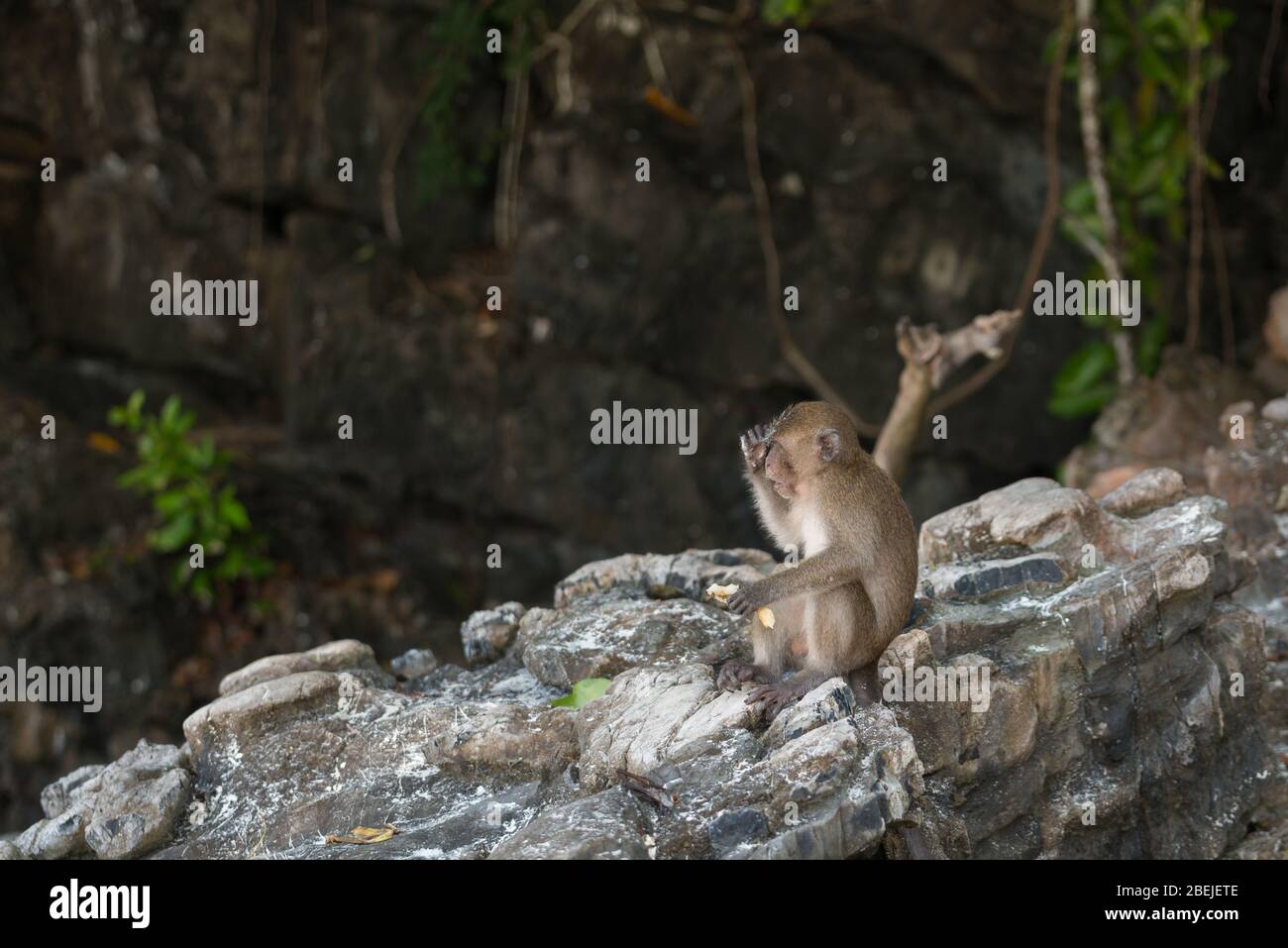 Monkey holding rock hi-res stock photography and images - Alamy
