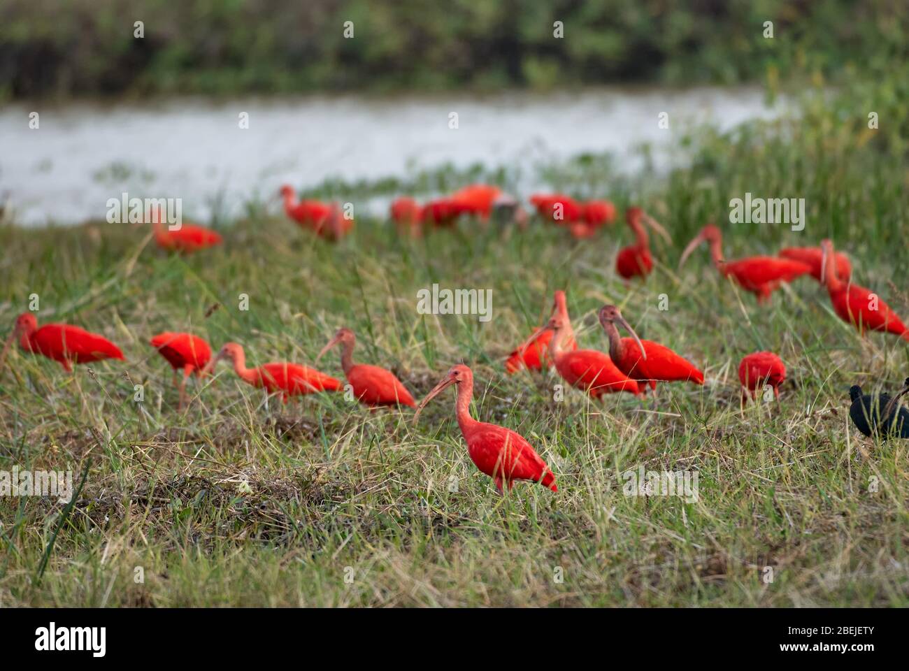 Colony of Scarlet Ibis, Eudocimus ruber, LOS LLANOS, Venezuela, South ...