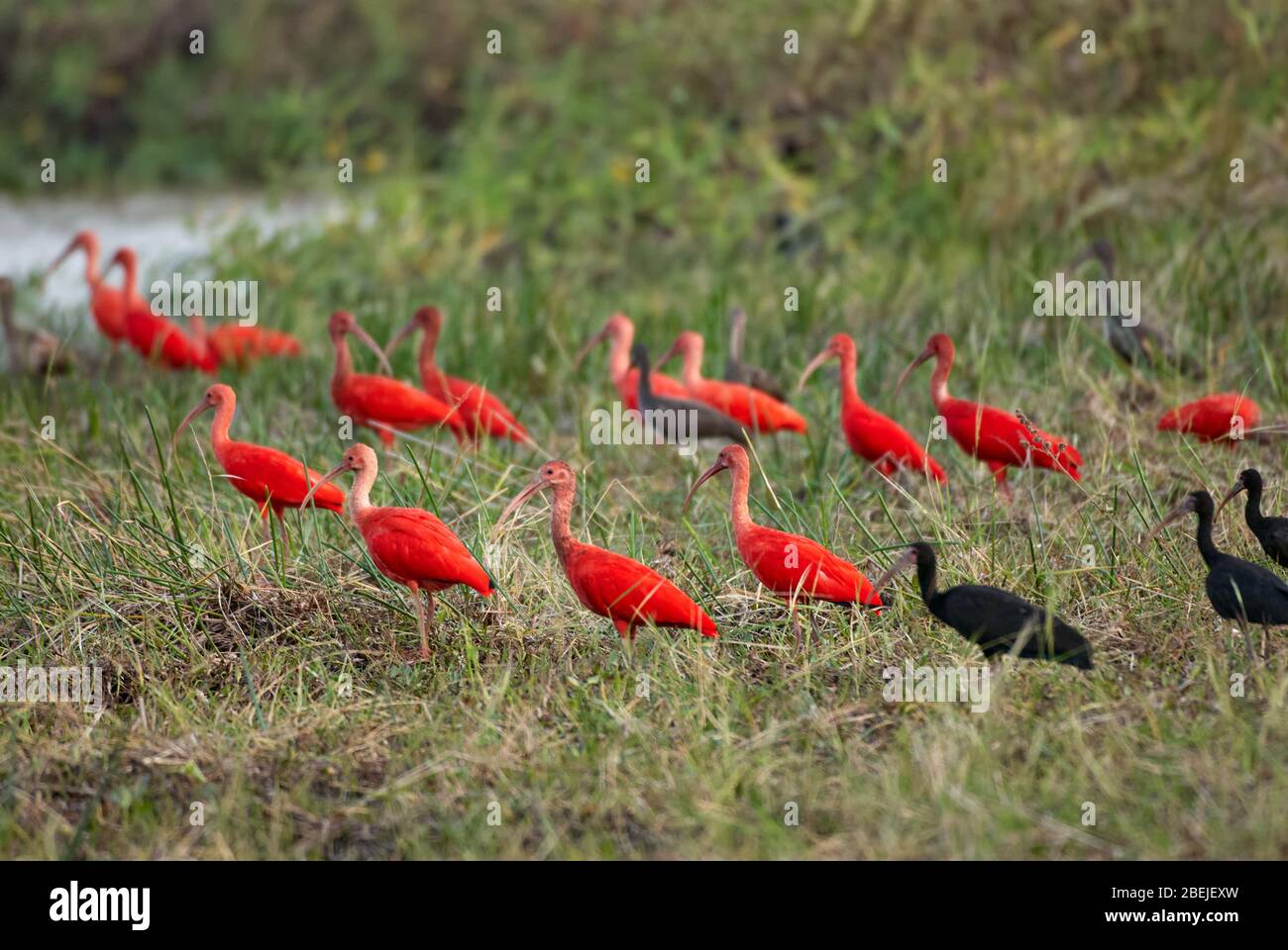 Colony of Scarlet Ibis, Eudocimus ruber, LOS LLANOS, Venezuela, South ...