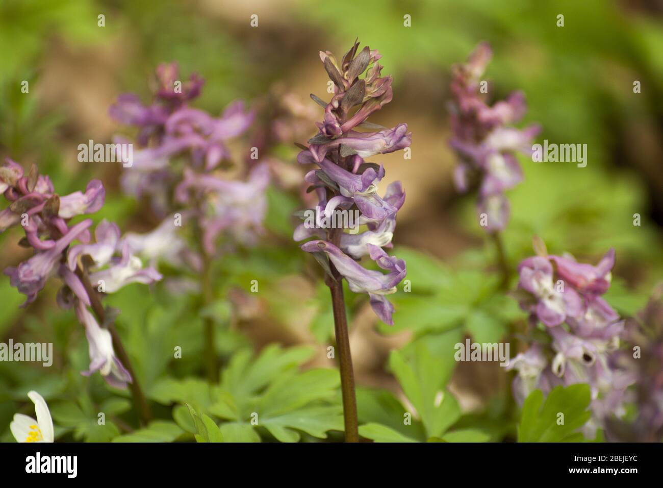 Purple forest flowers in a forest glade in early spring Stock Photo - Alamy