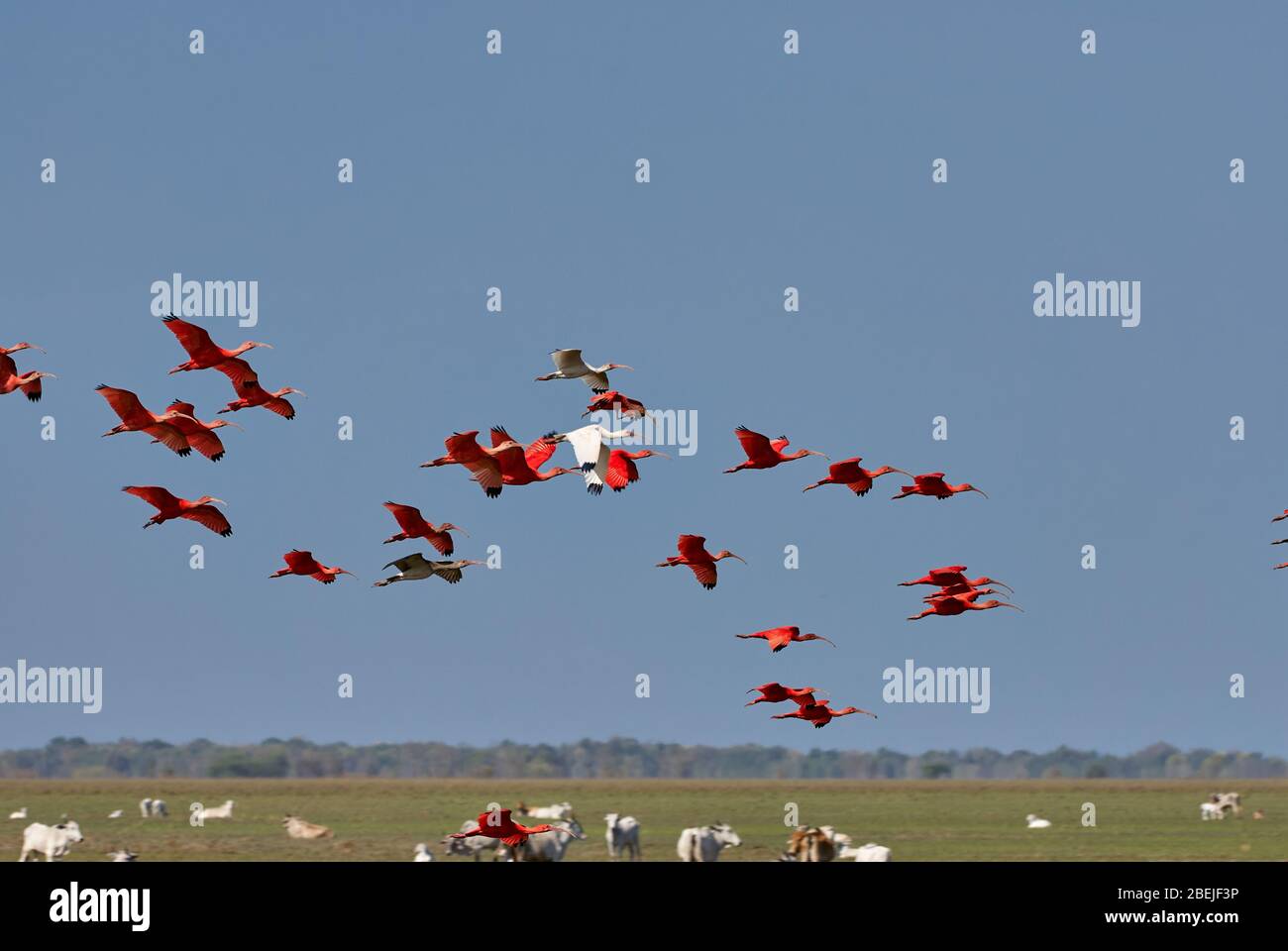 Colony of flying Scarlet Ibis, Eudocimus ruber, LOS LLANOS, Venezuela ...