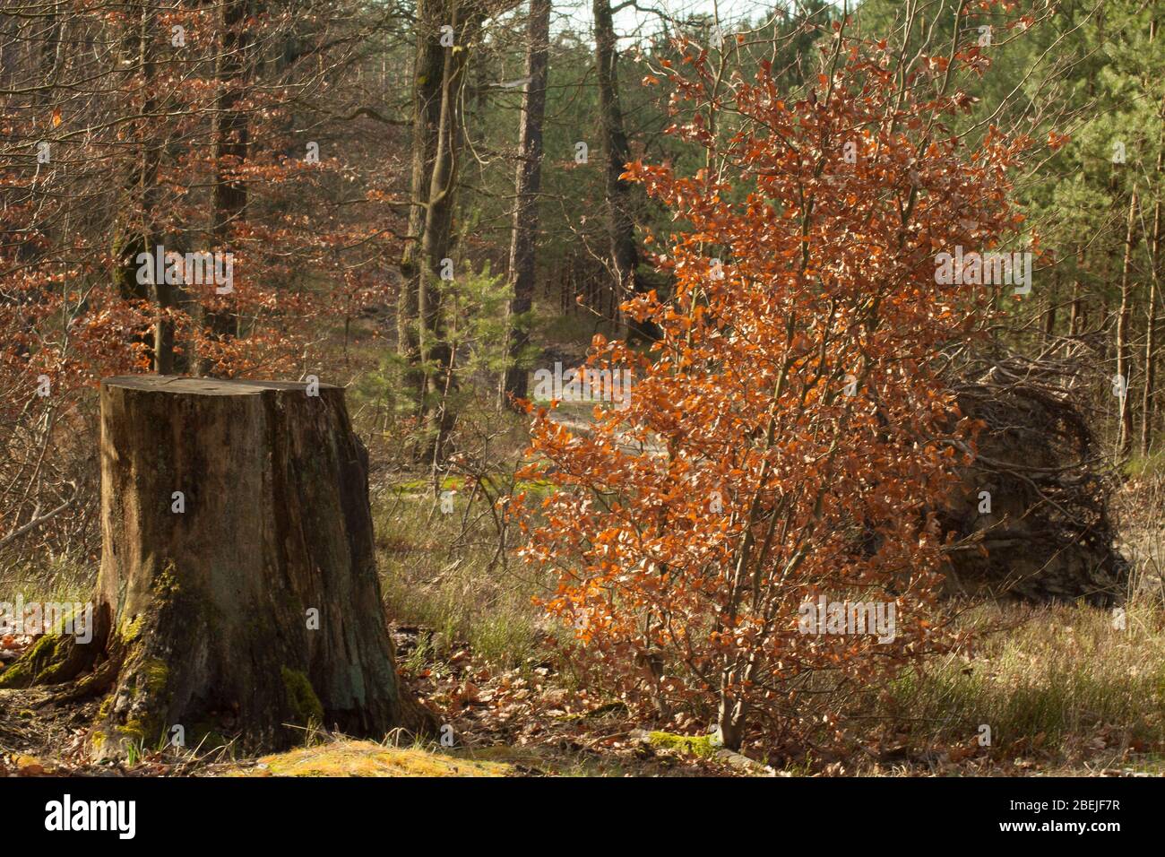 Truncated tree hi-res stock photography and images - Alamy