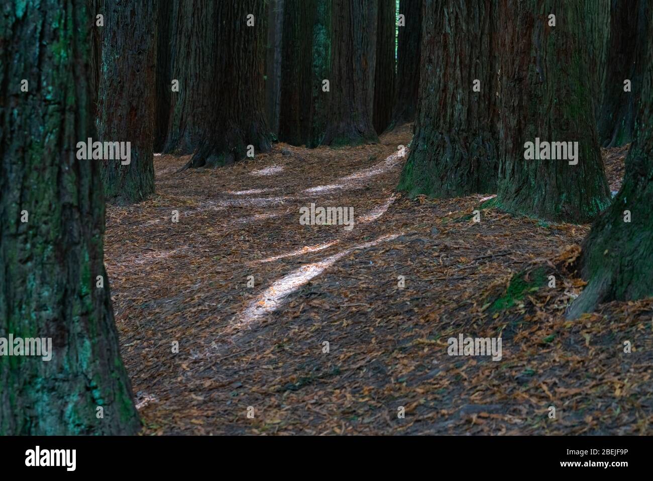 Redwood forest tree australia hi-res stock photography and images - Alamy