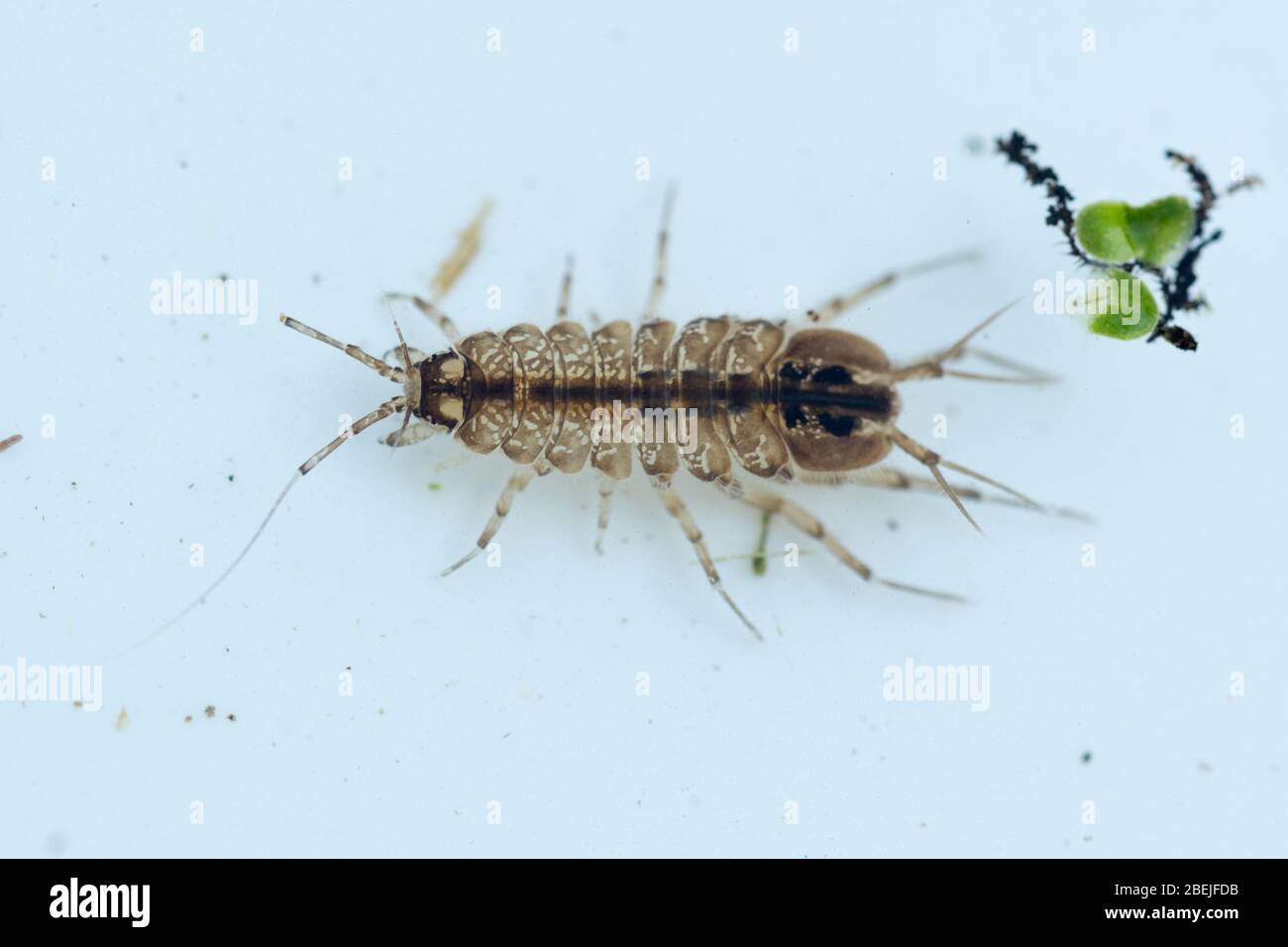 Sowbug hi-res stock photography and images - Alamy