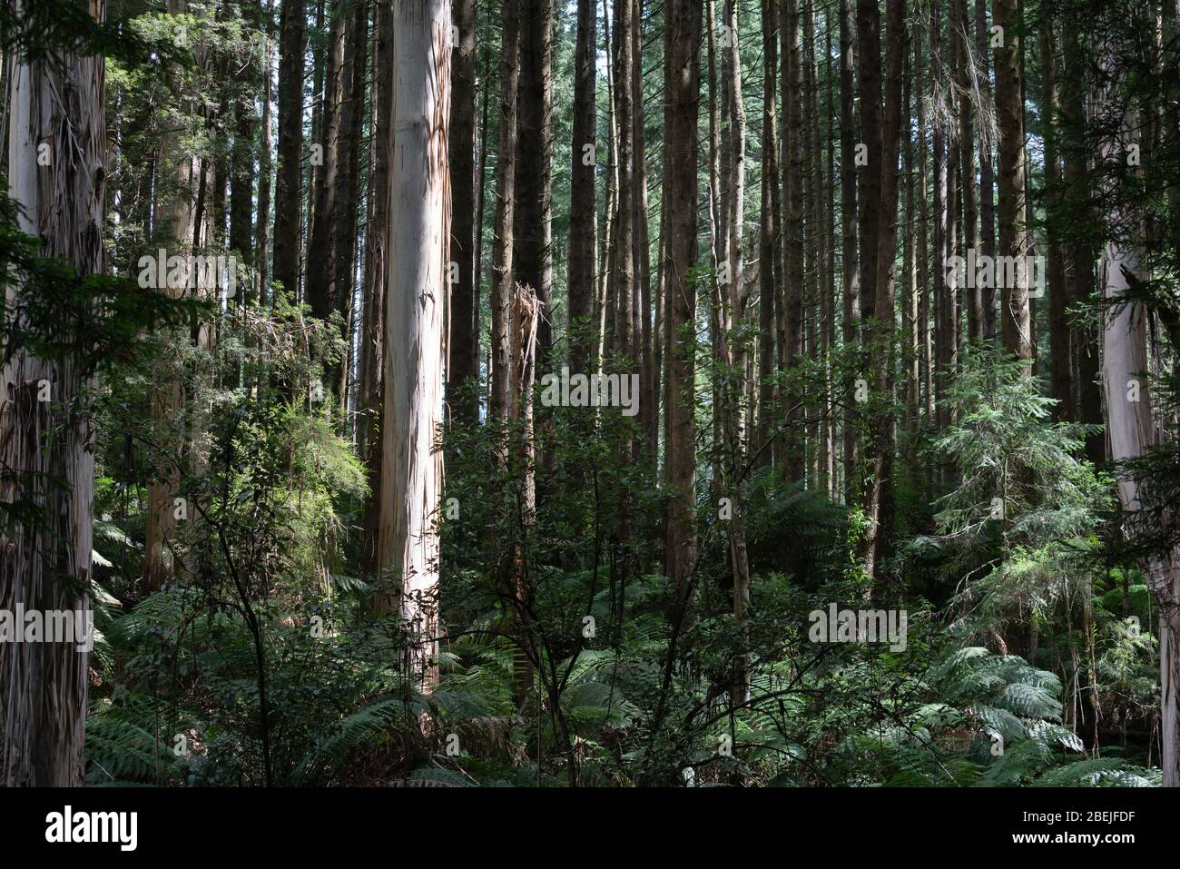 Crowded trunks hi-res stock photography and images - Alamy
