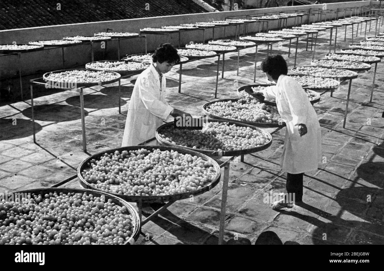 In the 1980s Meixian Tangding and Liangguochangchang (Meixian Liangguo ...