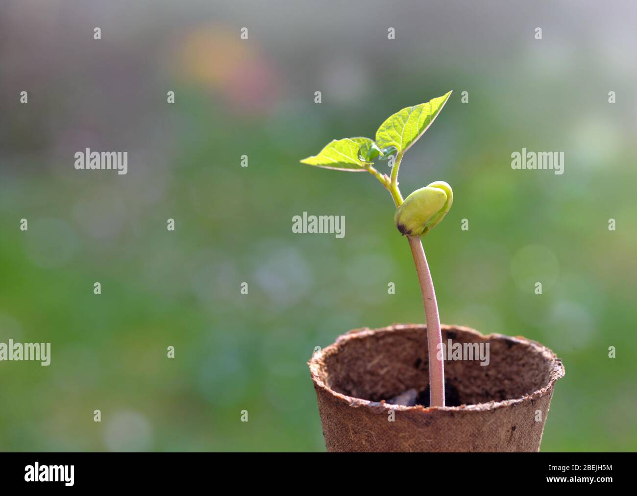 close on sprout of a bean growing in a peat pot in garden Stock Photo ...