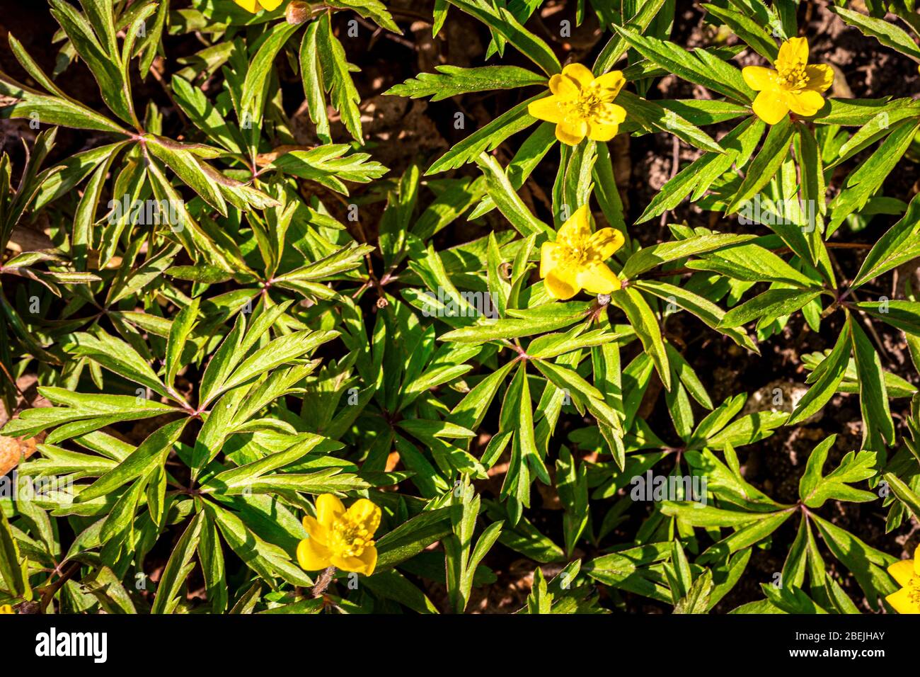 Green sprouts of flowers in the spring Stock Photo - Alamy