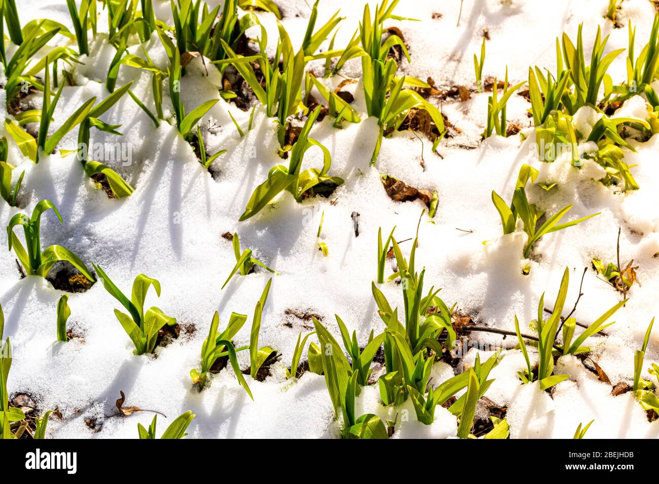 Suddenly snowed in spring. Green sprouts of flowers on a lawn in the ...