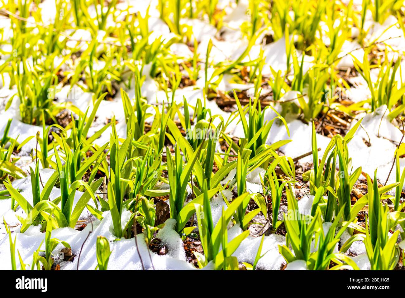 Suddenly snowed in spring. Green sprouts of flowers on a lawn in the ...