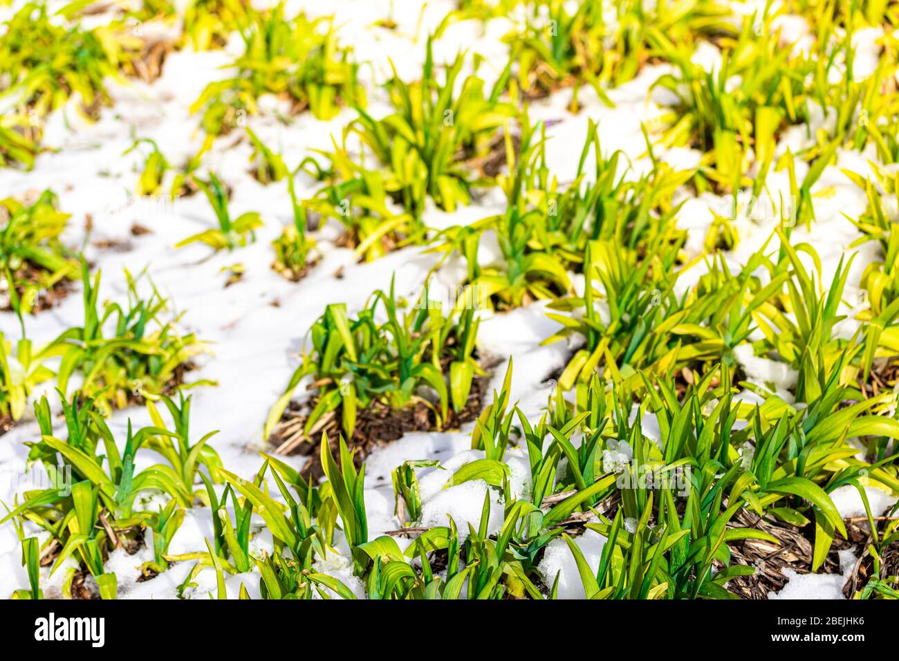 Suddenly snowed in spring. Green sprouts of flowers on a lawn in the ...