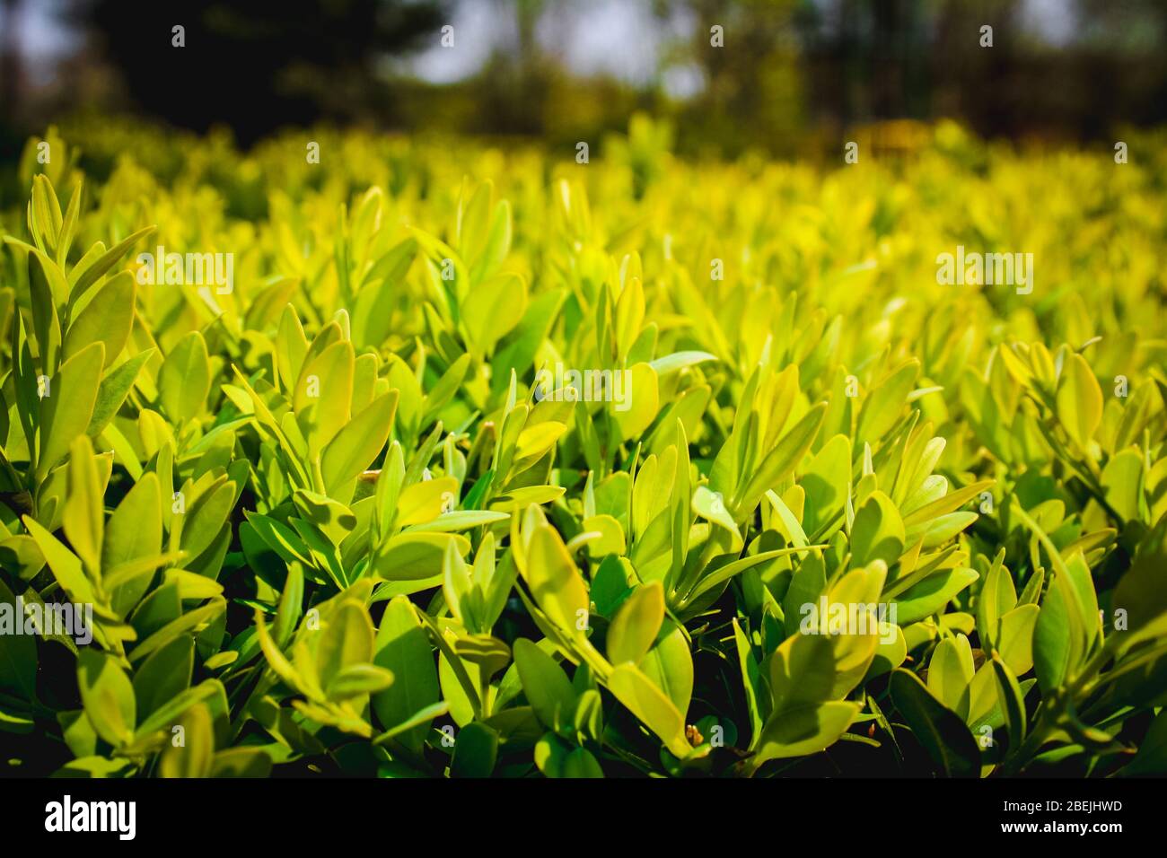 White grass blowing in green field hi-res stock photography and images ...