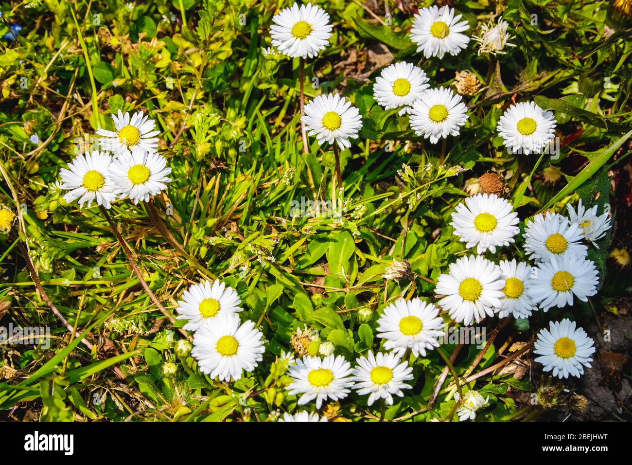 Full Bloom Daisies High Resolution Stock Photography and Images - Alamy