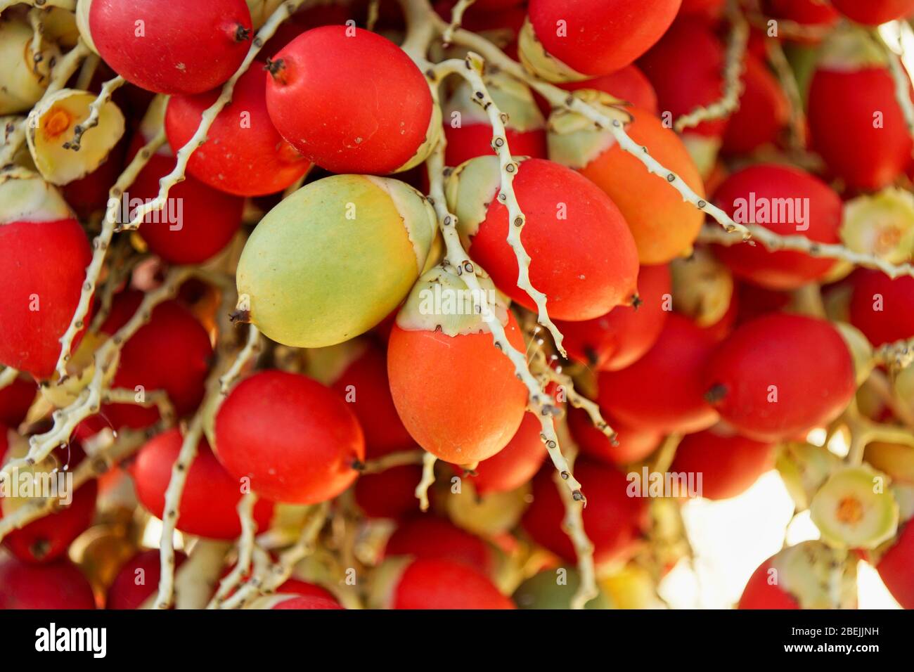 Red Palm Tree Fruit of dwarf royal palm or Christmas palm (Adonidia ...