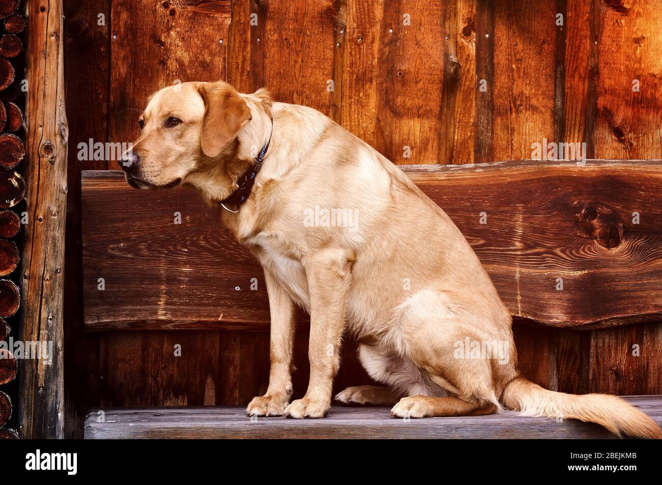 Cute and handsome dog Stock Photo - Alamy