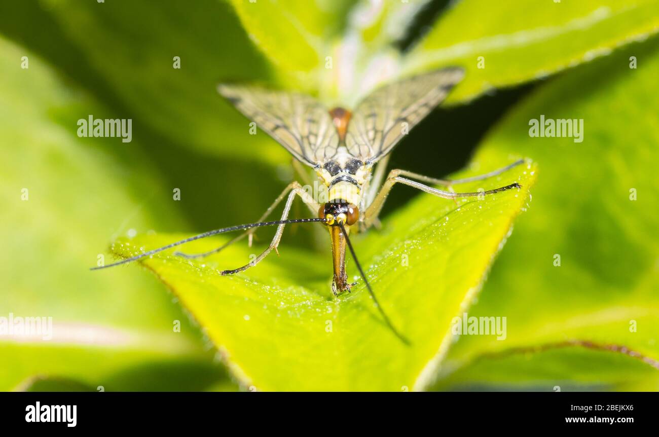 Common scorpion fly in a garden Stock Photo - Alamy