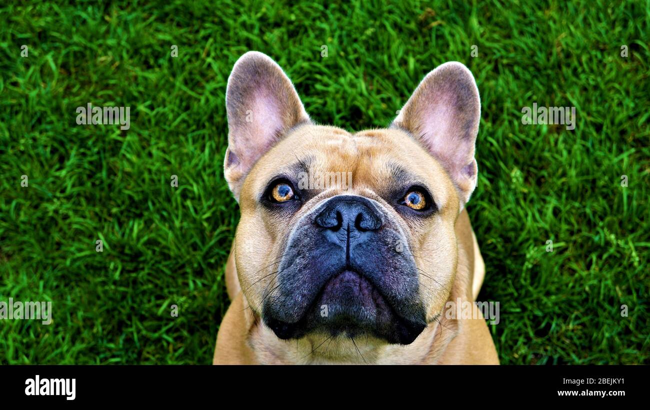Cute and handsome dog Stock Photo - Alamy