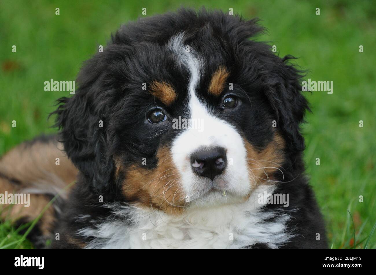Cute and handsome dog Stock Photo - Alamy