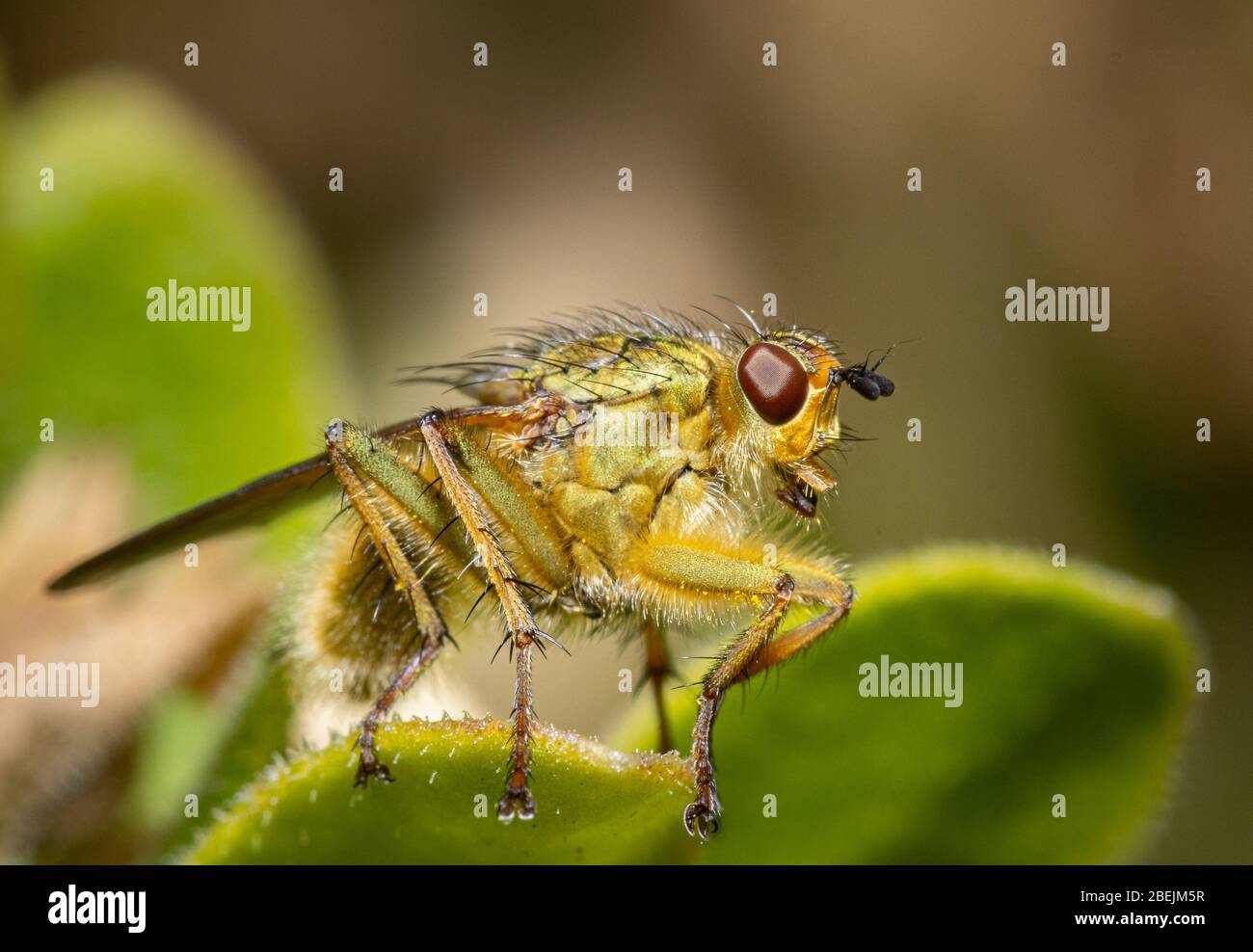 Standing on a leaf hi-res stock photography and images - Alamy