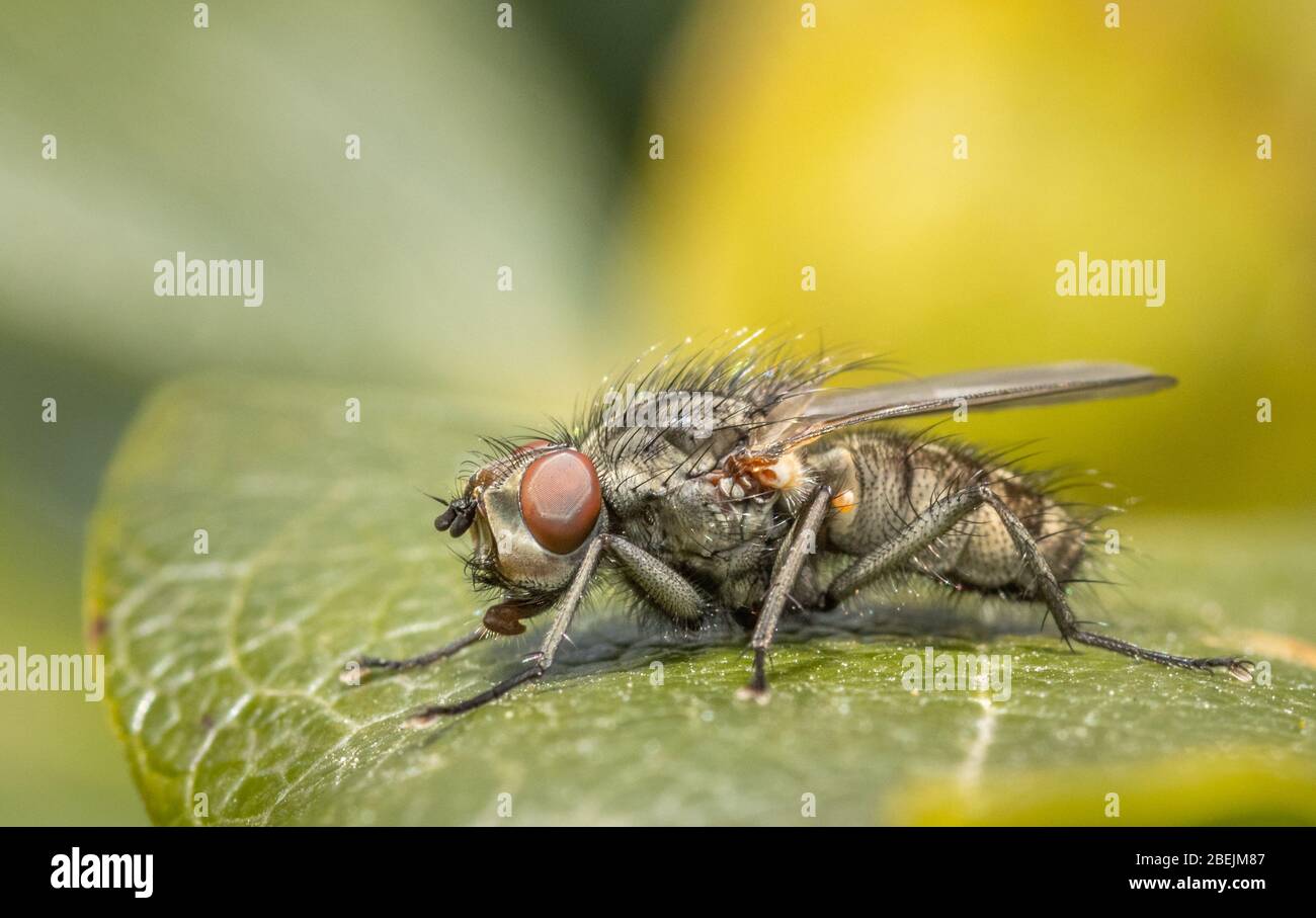 Common flesh fly Stock Photo - Alamy