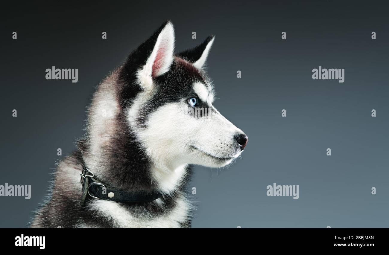 portrait of siberian husky in studio. Close-up shot Stock Photo - Alamy