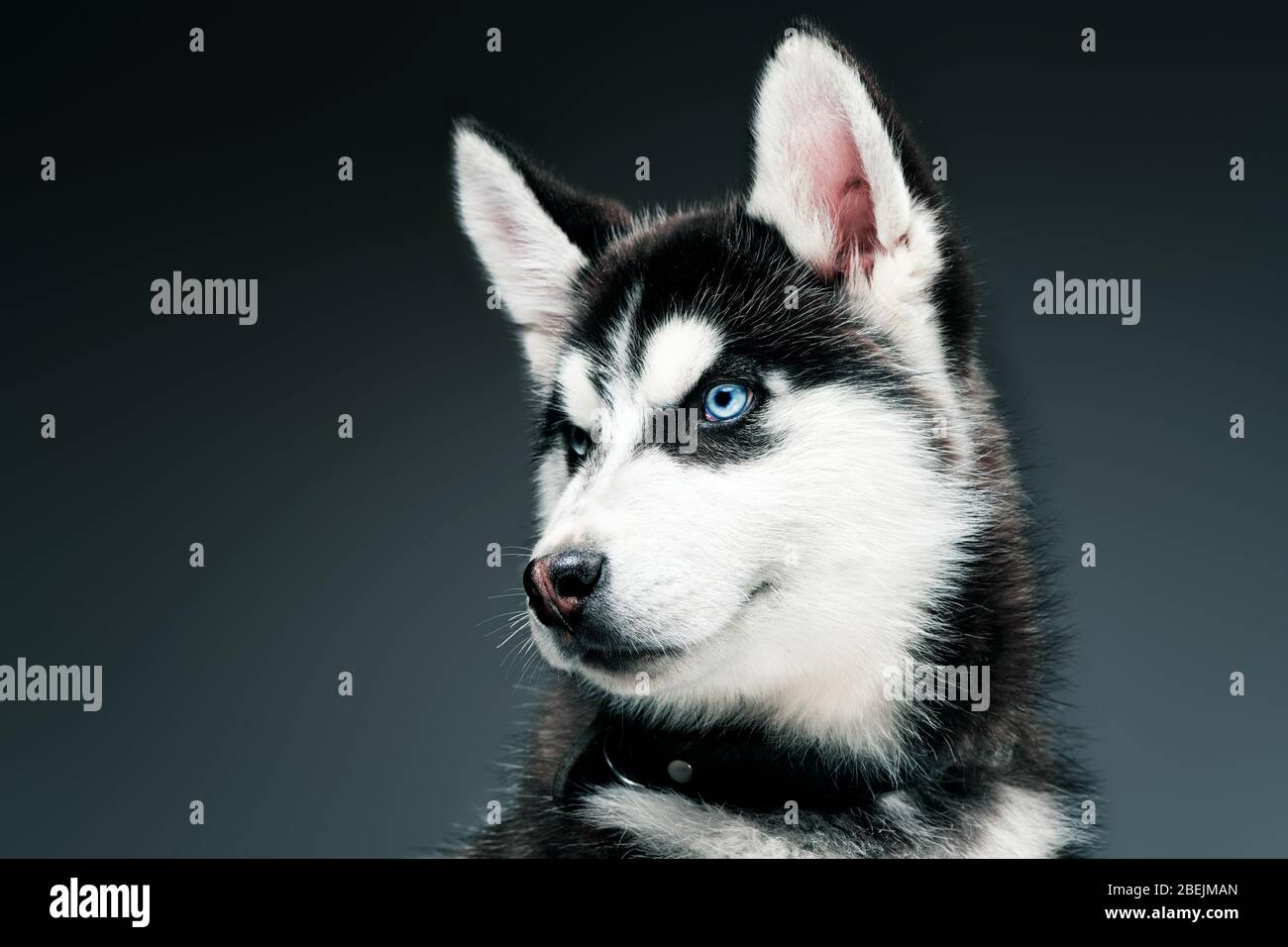 portrait of siberian husky in studio. Close-up shot Stock Photo - Alamy