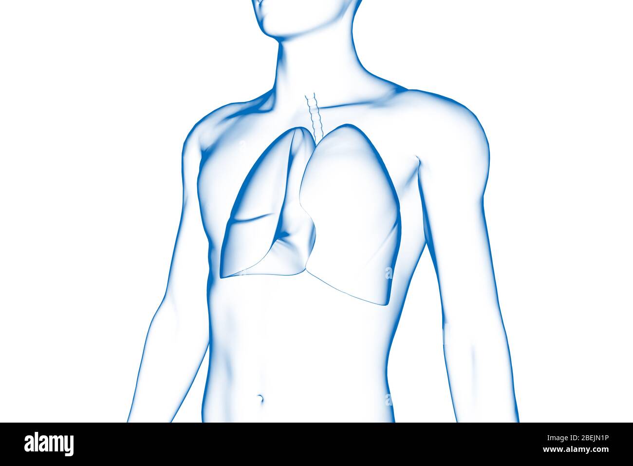 Medicine anatomy organ lung hi-res stock photography and images - Alamy
