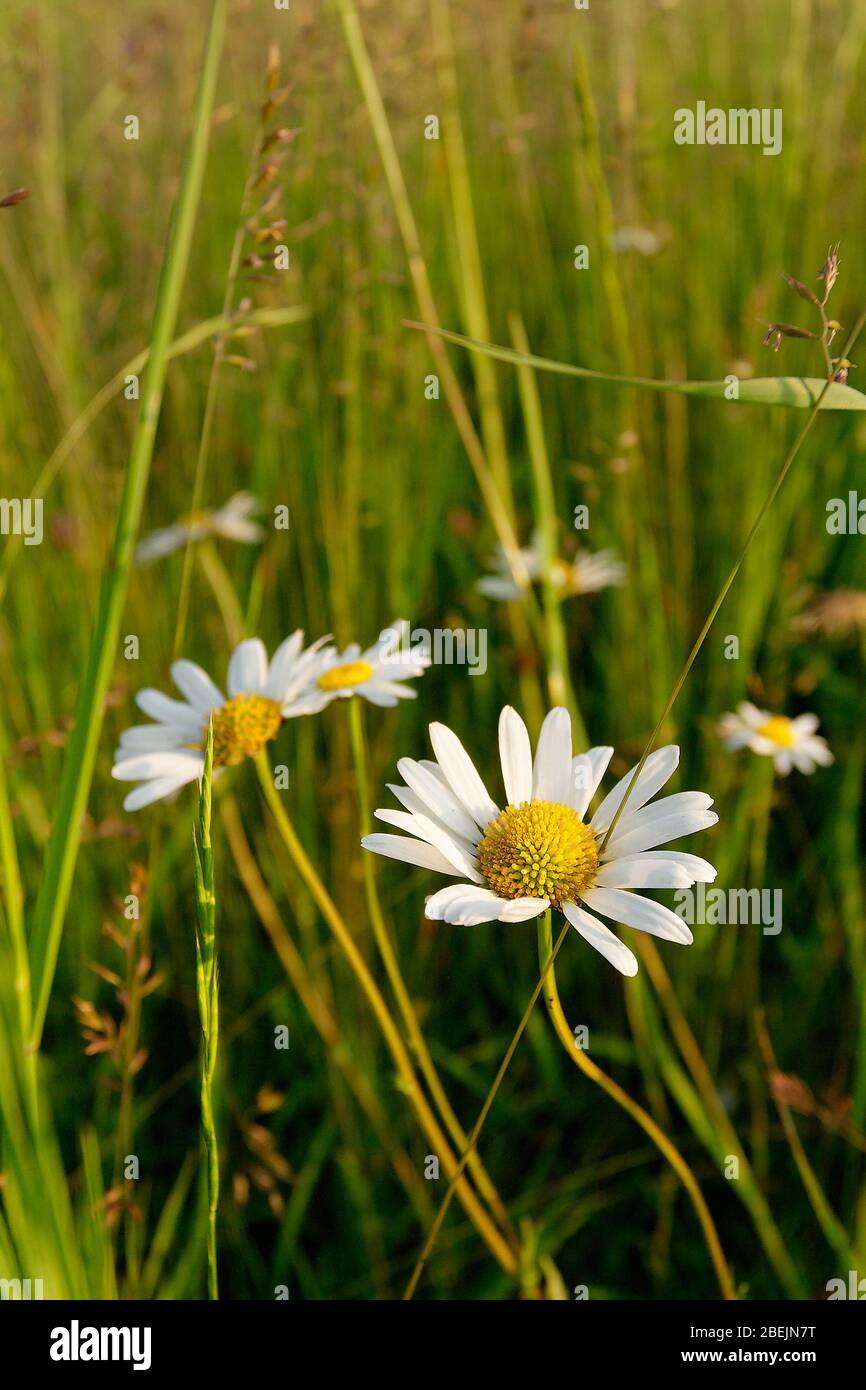 Leucanthemum vulgare, commonly known as the ox-eye daisy, oxeye daisy ...