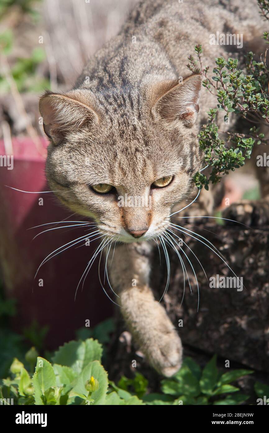 Portrait of a cute tabby outdoor mix breed cat Stock Photo - Alamy