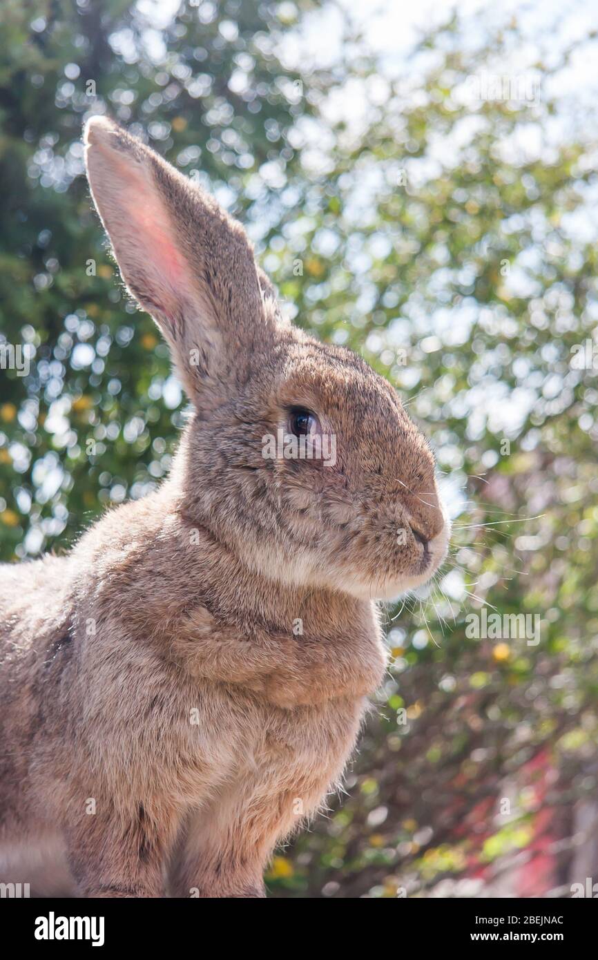 Portrait of a brown belgian giant rabbit, adorable big bunny Stock ...