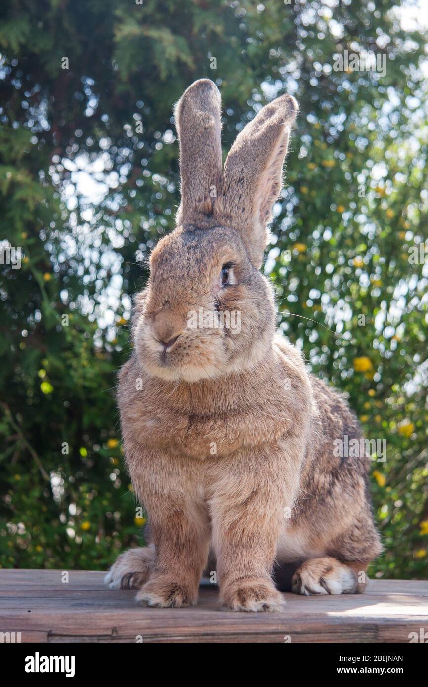 Giant belgian rabbit, brown sitting bunny with a nature background ...