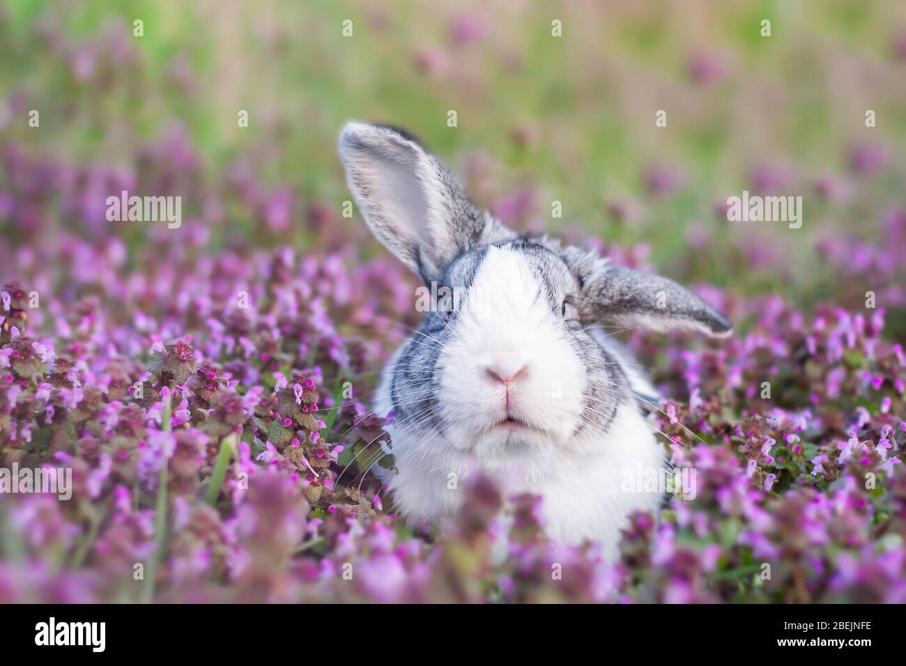 White rabbit in purple flowers hi-res stock photography and images - Alamy