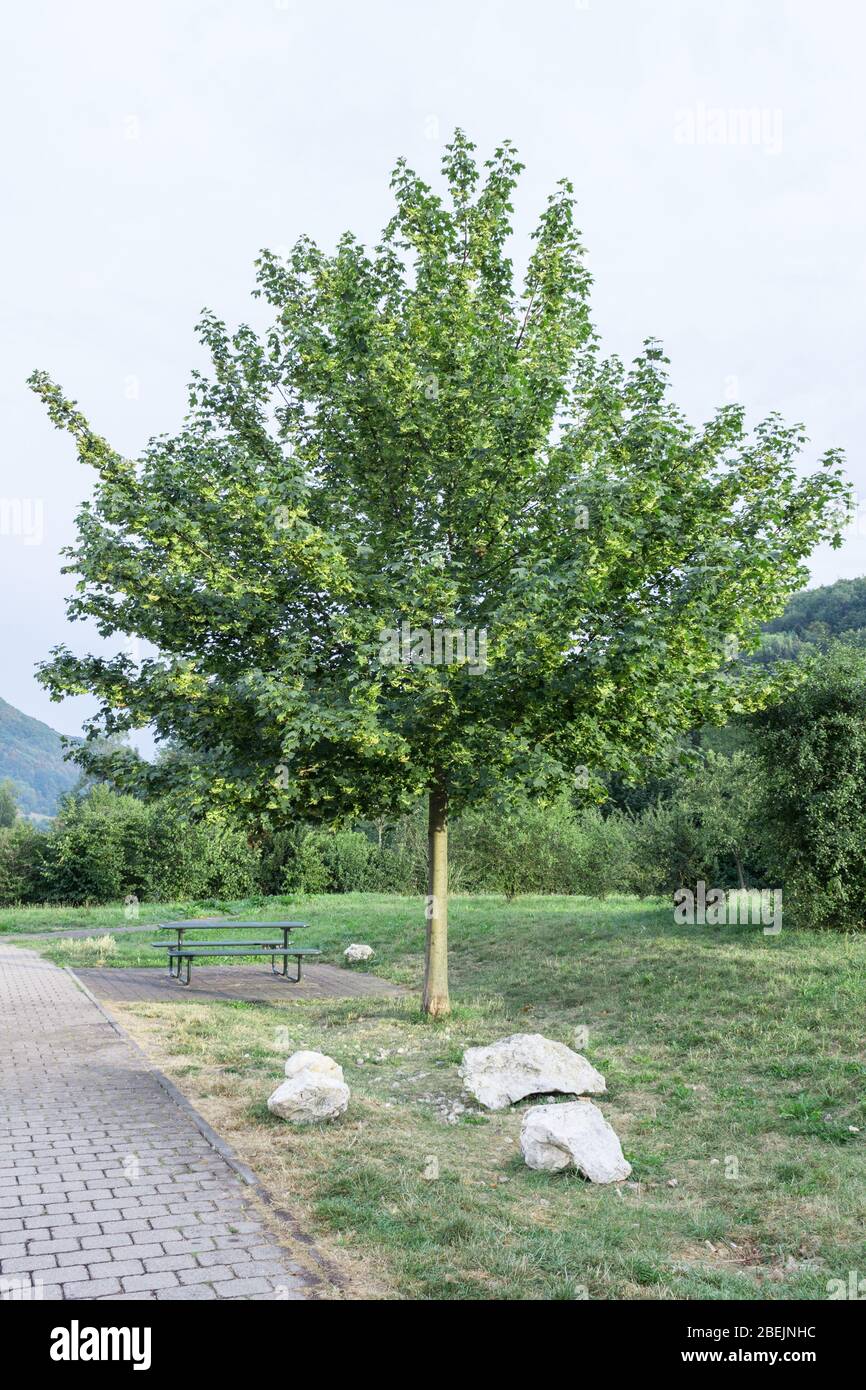 Trees plants grass and greenery in the highway of Rosenheim new ...