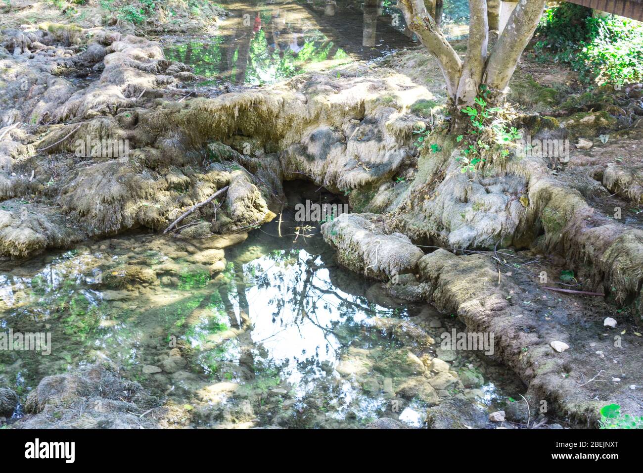 Old Tree roots in the water of Krka National Park, Croatia amazing view ...