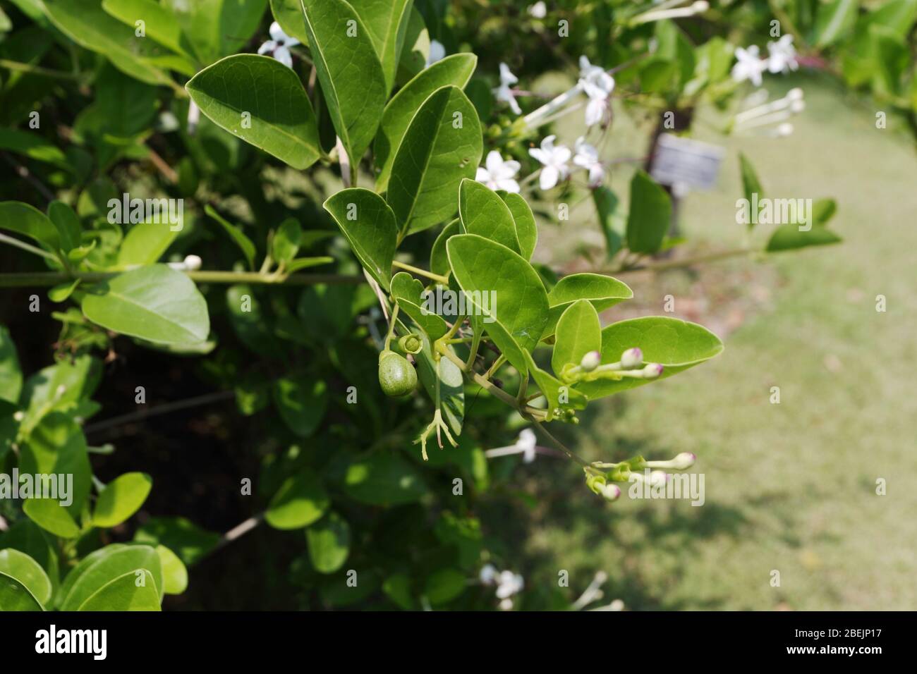 Medicinal plant of Thailand Stock Photo - Alamy