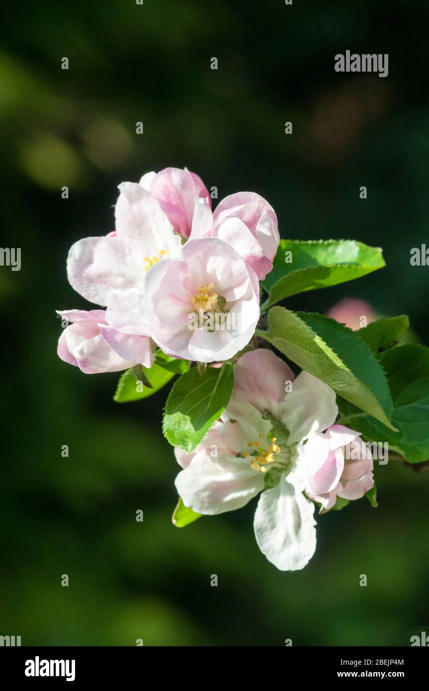 Bramley apple trees hi-res stock photography and images - Alamy