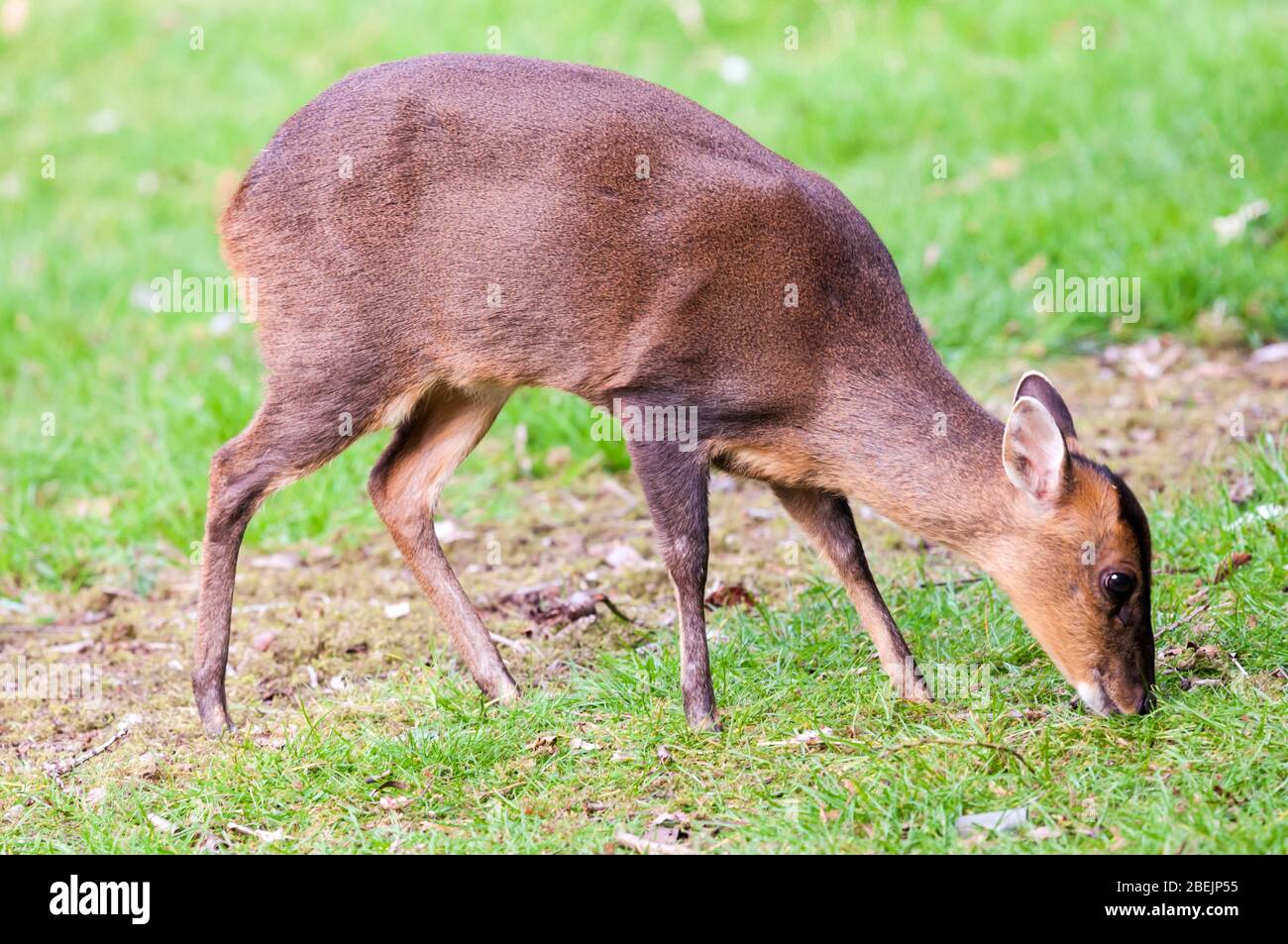 Wild muntjac deer, Muntiacus reevesi, in a suburban garden Stock Photo ...