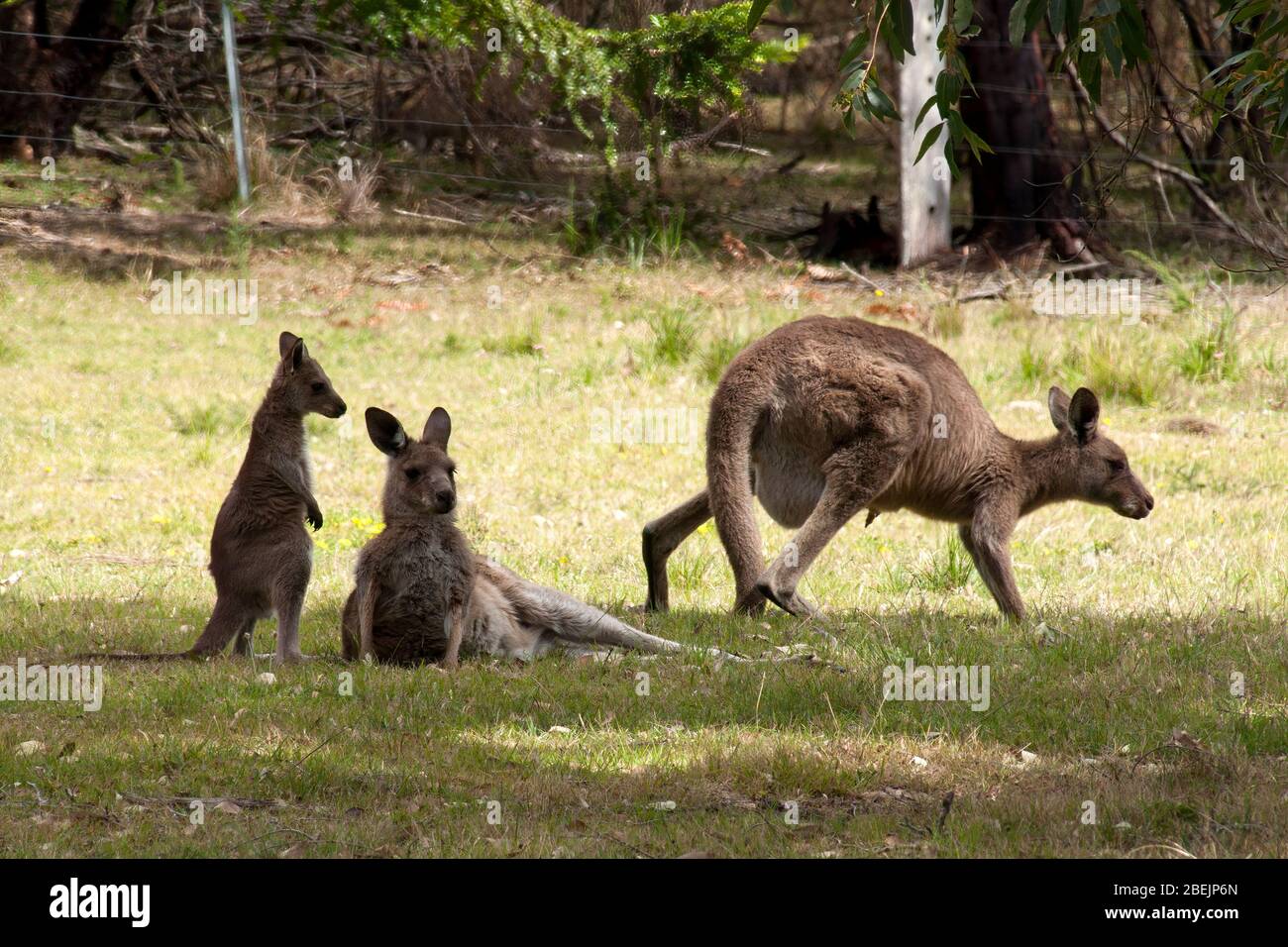 Group of kangaroos hi-res stock photography and images - Alamy