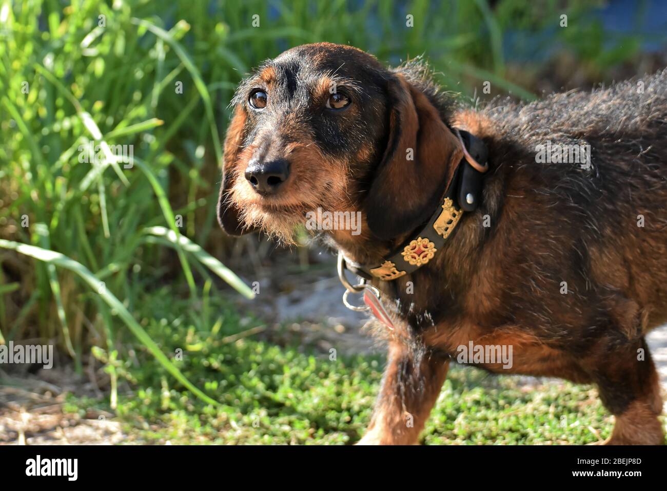 Cute and handsome dog Stock Photo - Alamy
