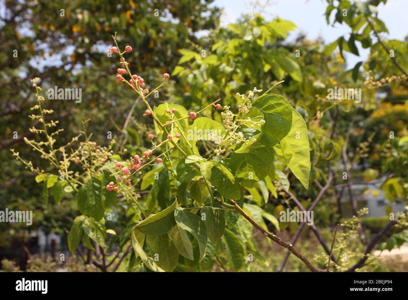 Murraya siamensis craib hi-res stock photography and images - Alamy
