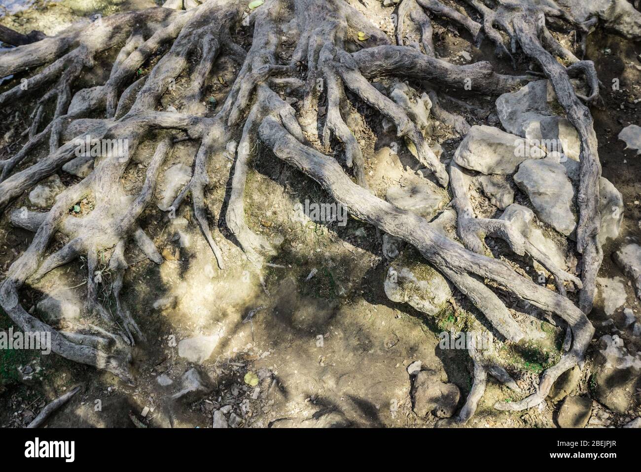 Soil water roots hi-res stock photography and images - Alamy
