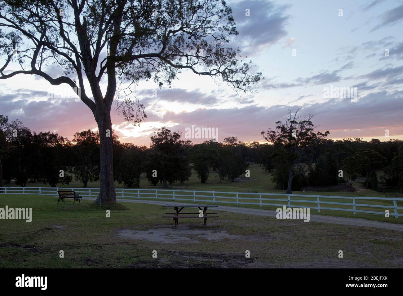Mogo Australia, silhouette of gum tree against sunset sky Stock Photo ...