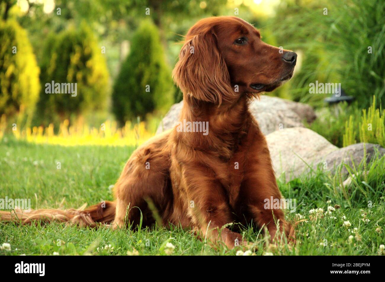 Cute and handsome dog Stock Photo - Alamy