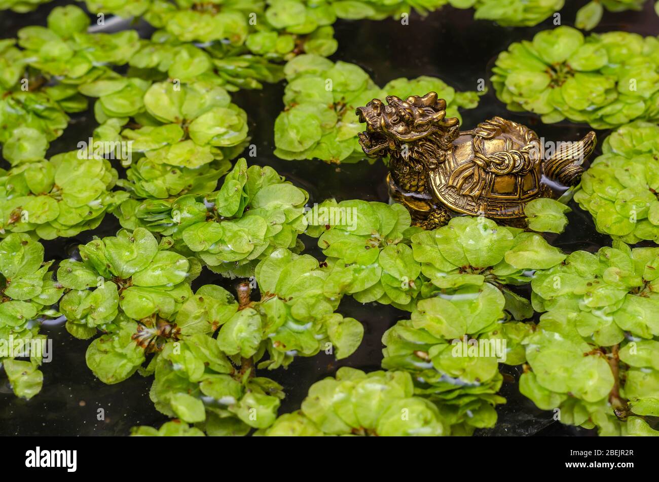 Dragon figure in a pond with green leaves. Decorative dragon in a pond ...