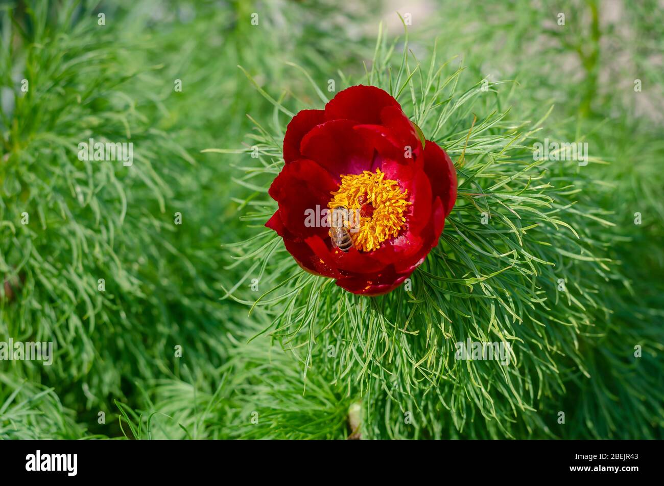 Small-leaved peony, or narrow-leaved peony (Paeonia tenuifolia L ...