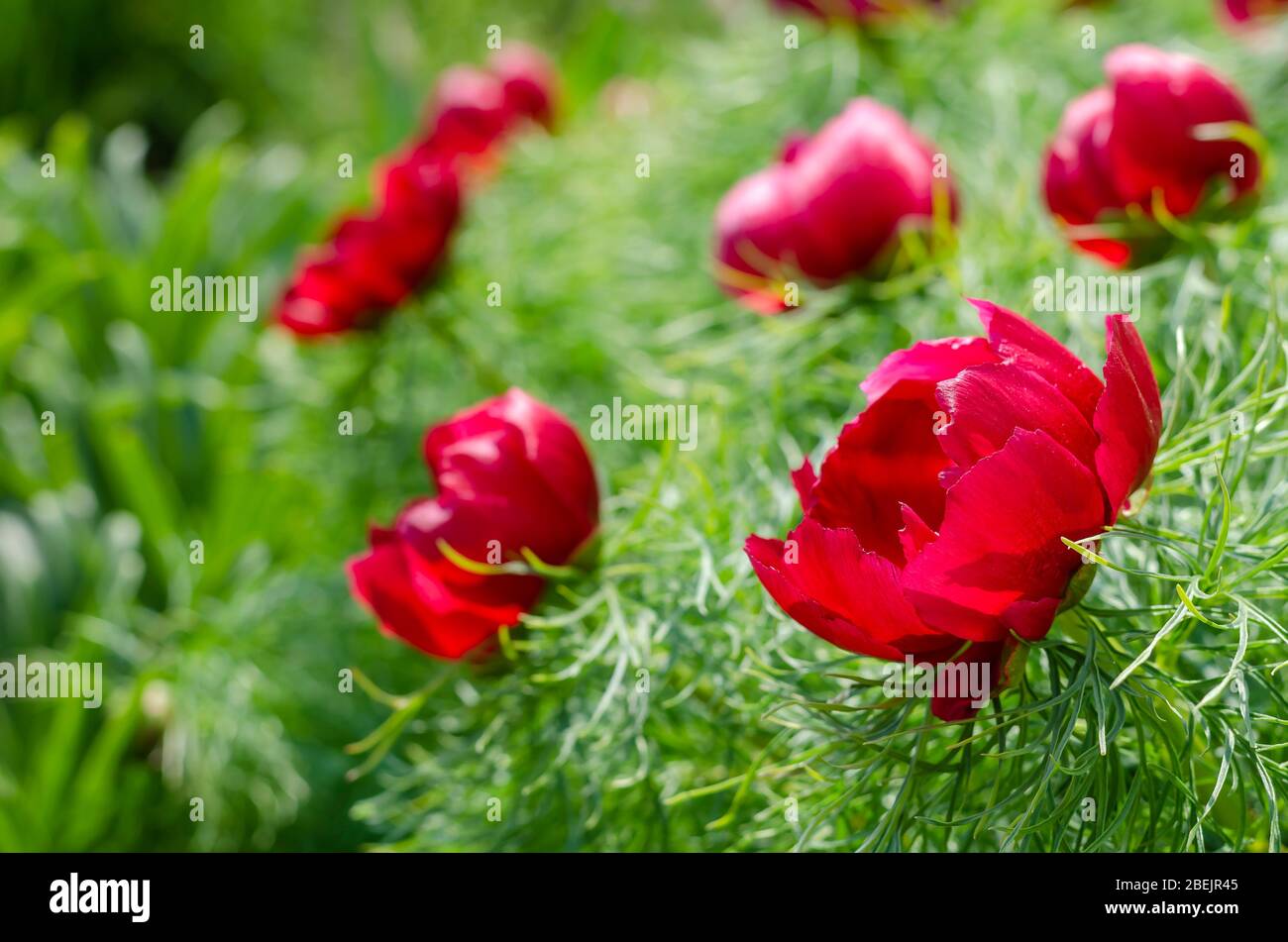 Small-leaved peony, or narrow-leaved peony (Paeonia tenuifolia L ...