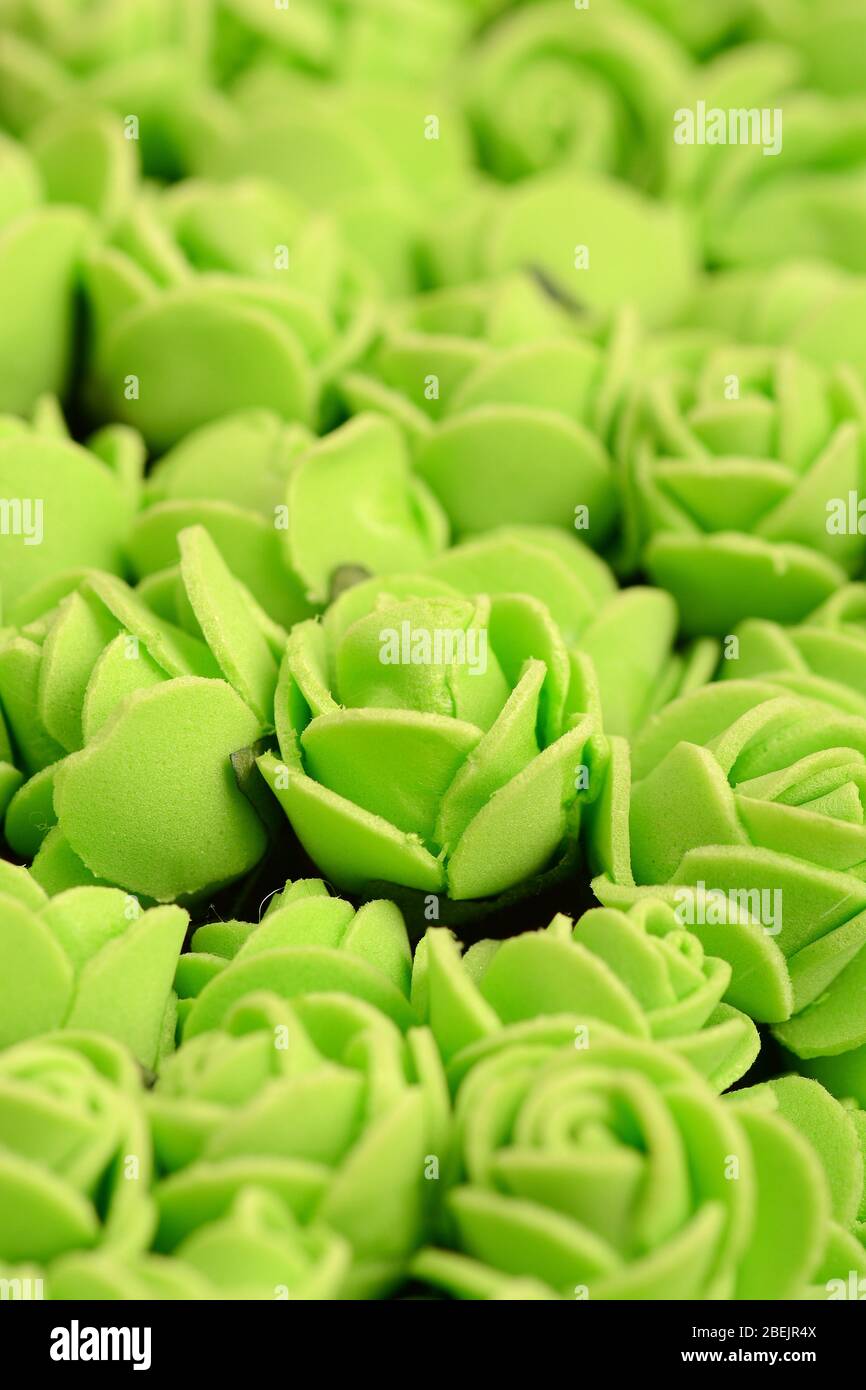 light green rose background, close up shot, valentine day concept Stock ...
