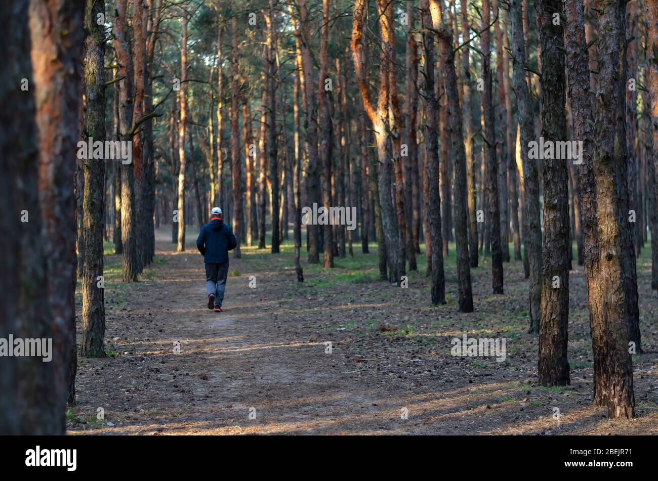 Jogging path in pine tree hi-res stock photography and images - Alamy