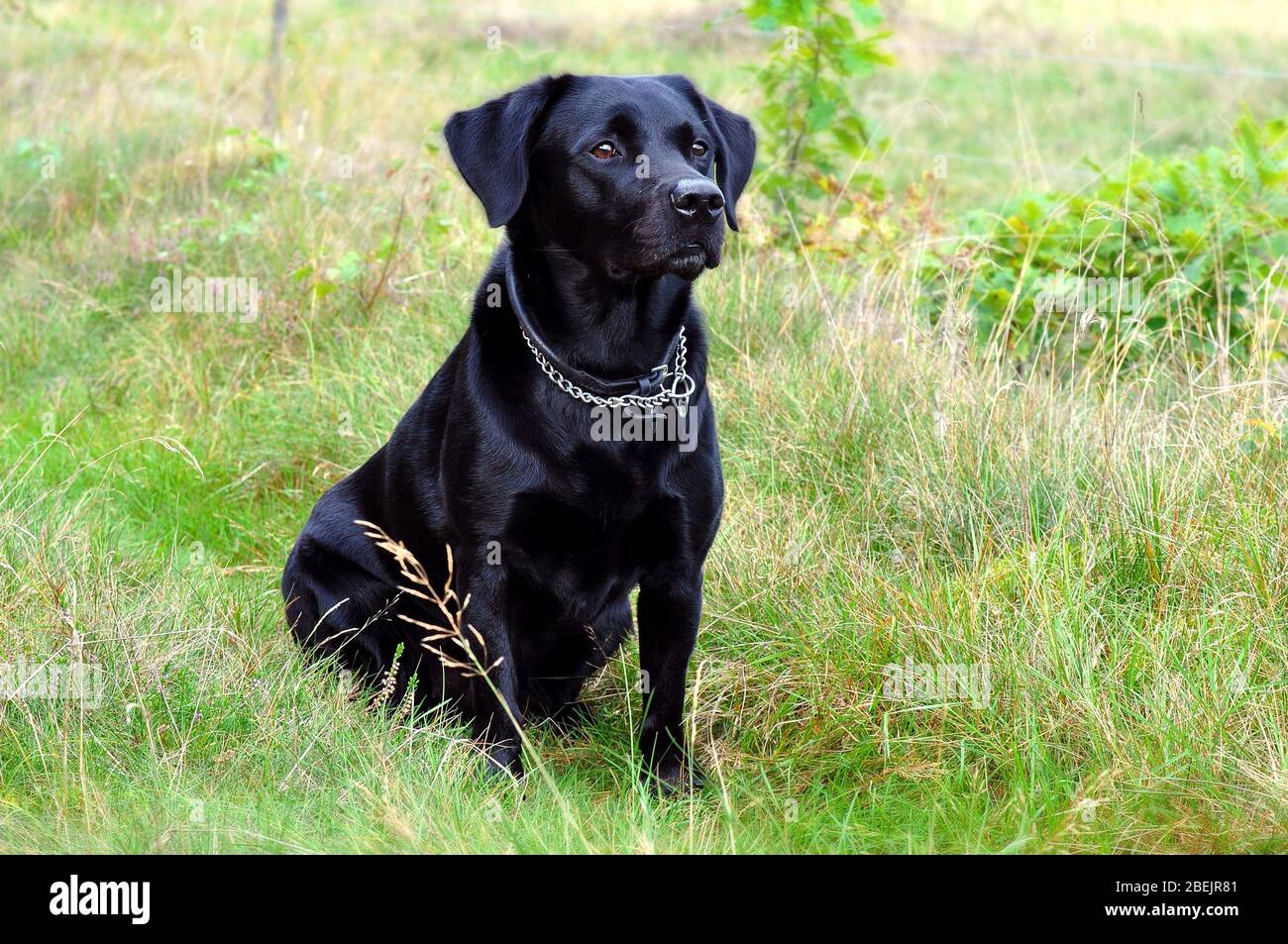 Cute and handsome dog Stock Photo - Alamy