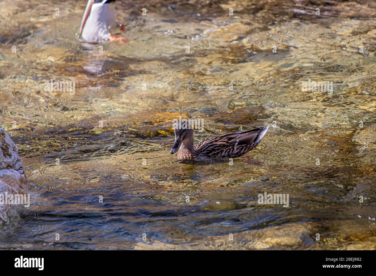 Male mallard duck diving in river Stock Photo - Alamy